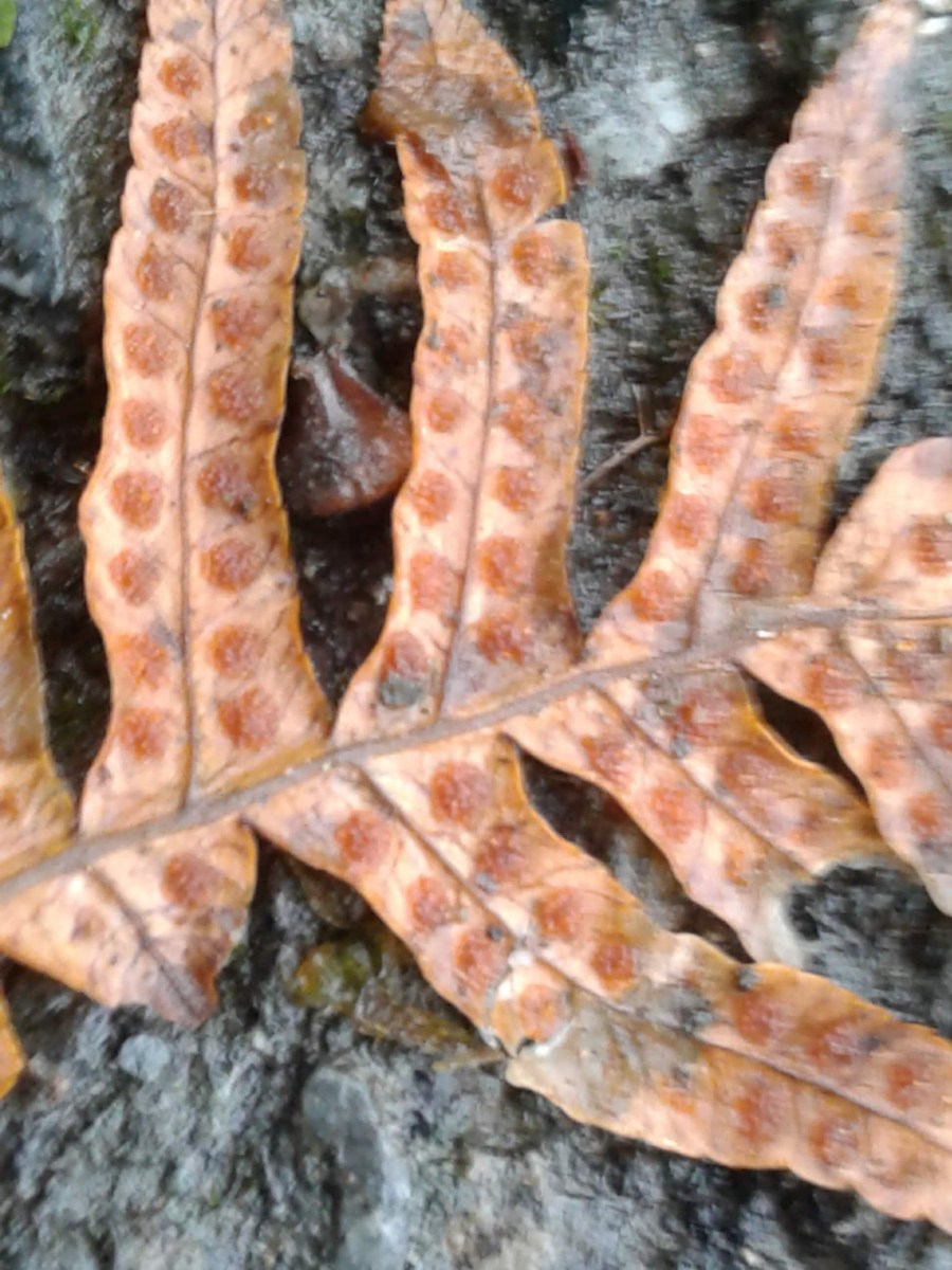 Sorta Rhymes – WrittenCasey