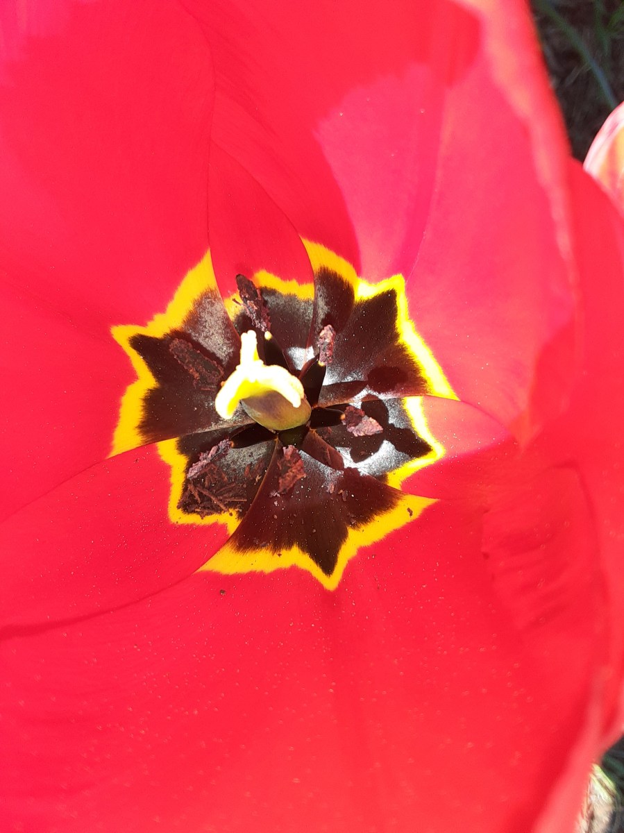 Red serum – WrittenCasey